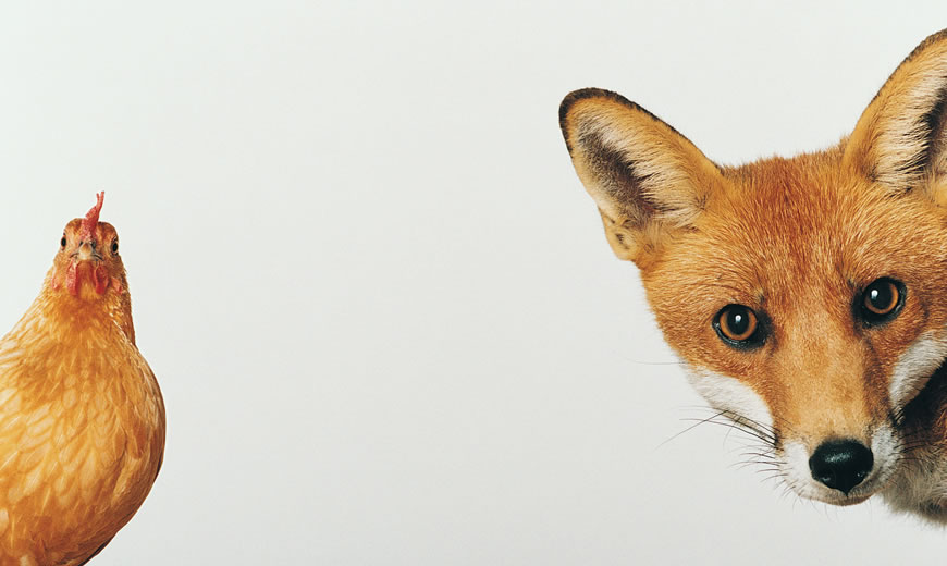 Employees: Fox in the Hen House Dilemma | D&K Consultants